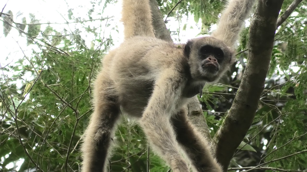 The Northern Woolly Spider Monkey (Northern Muriqui)!!!!! One of About ...