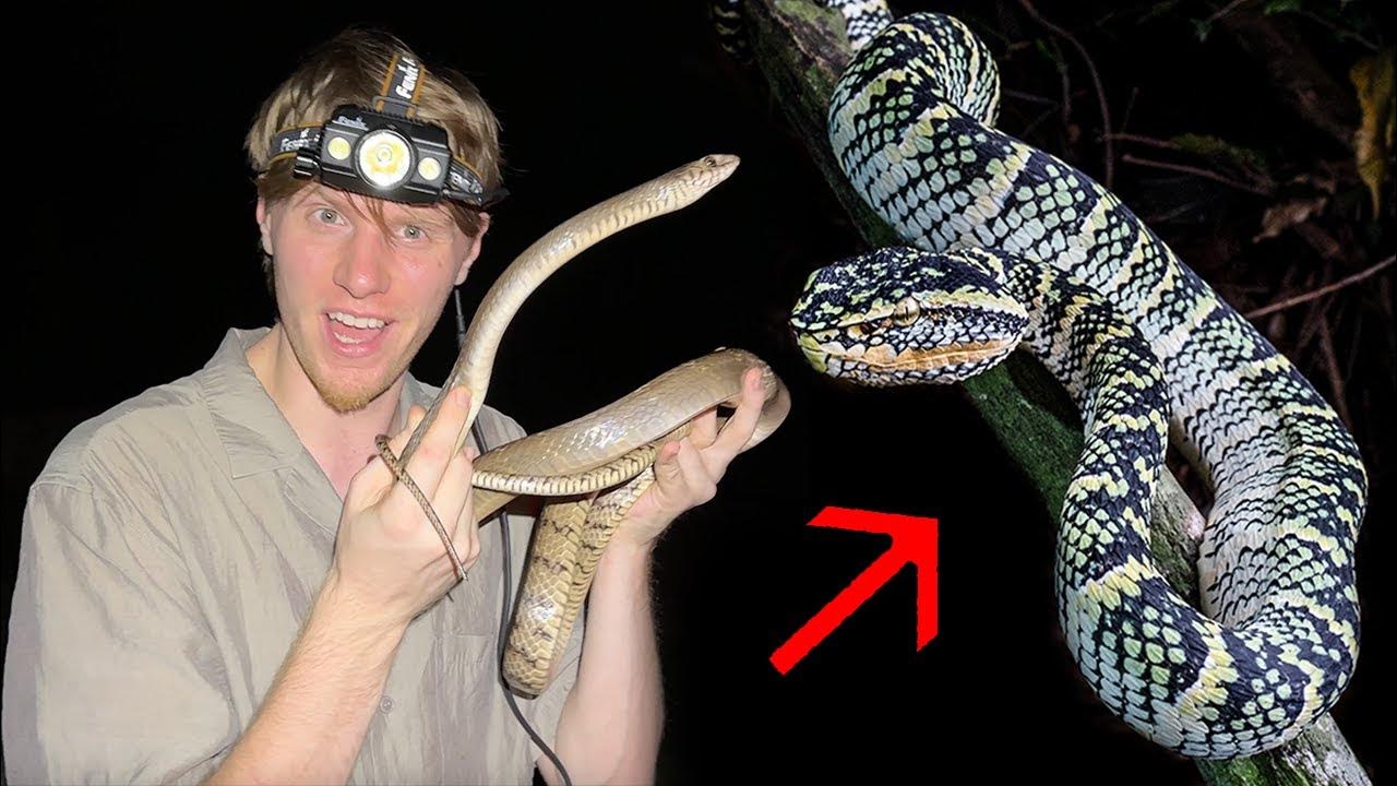 Snakes are EVERYWHERE in Thailand - YouTube