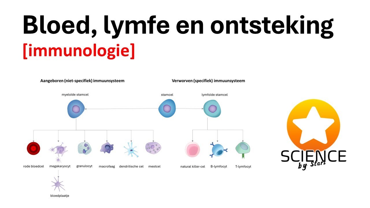 Bloed, Lymfe & ontsteking [ Immunologie ] - YouTube