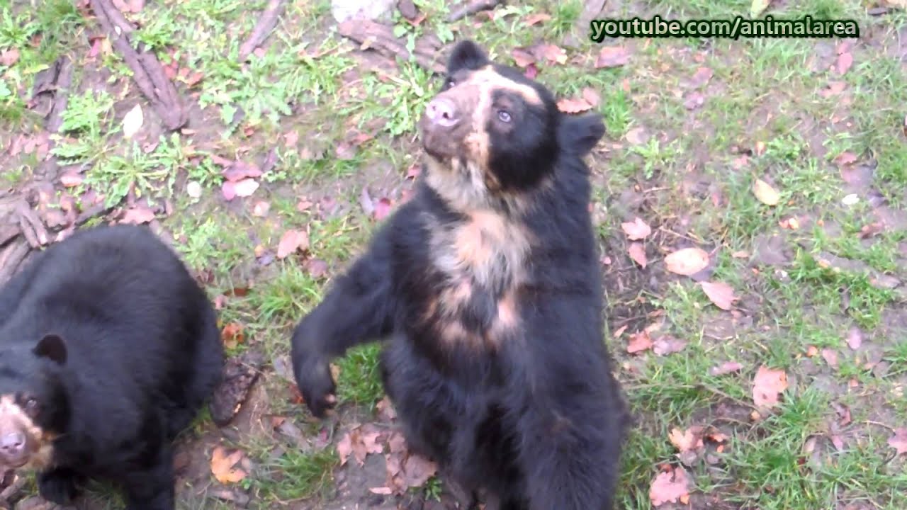 Spectacled bear waving - YouTube