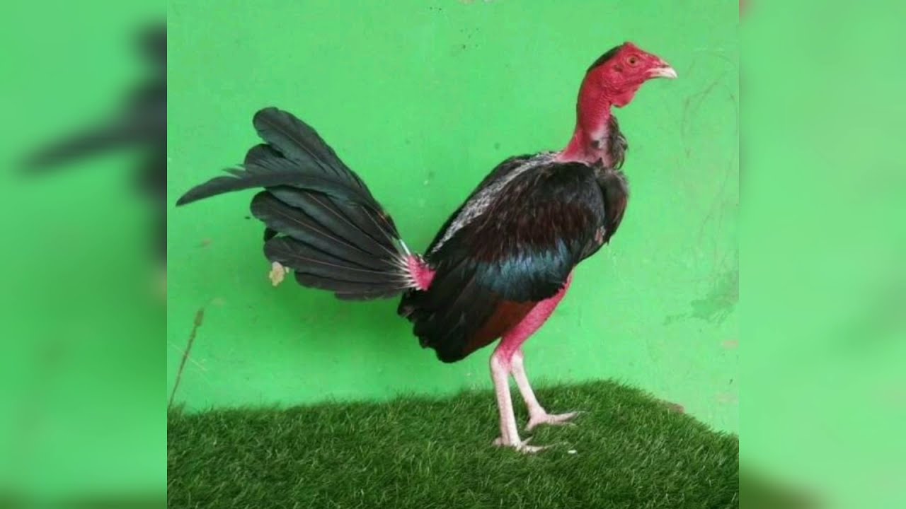 GALLOS CARIOCOS - YouTube