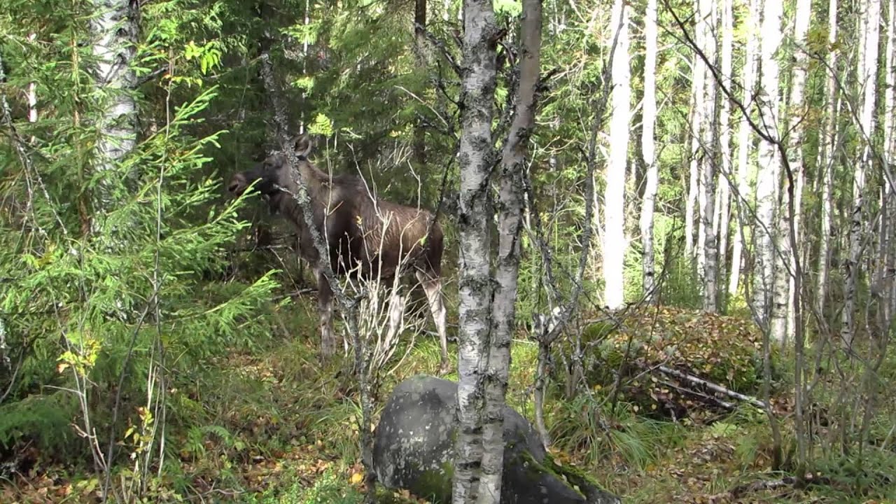 Hunting dogs barking a moose 2 - YouTube