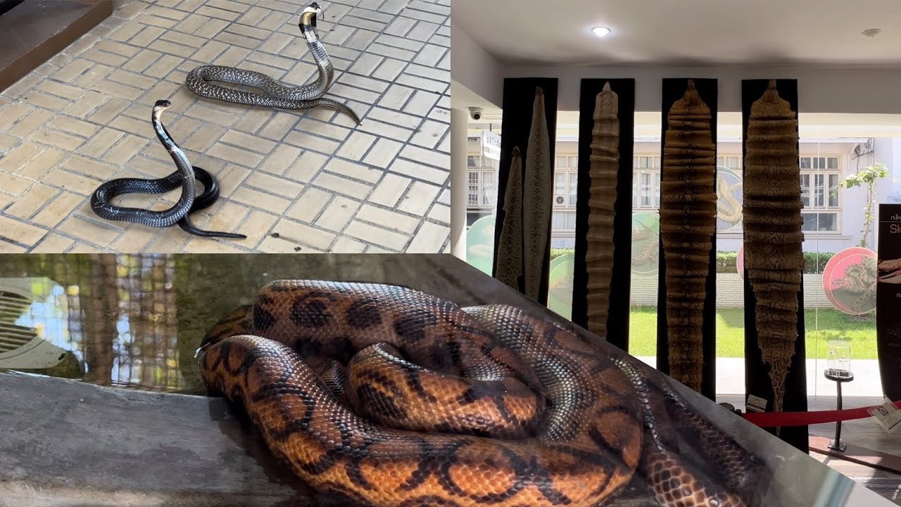 ဘန်ကောက်က မြွေပြခန်း ၊ မြွေပြပွဲတွေနဲ. စိတ်ဝင်စားဖို.ကောင်းတဲ့ Snake ...