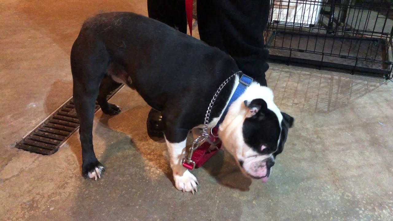 bulldog movie - YouTube