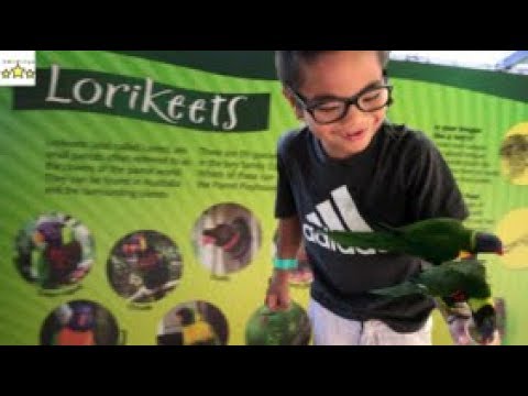 Kids Feeding Parrots At Turtle Bay Exploration Park - YouTube