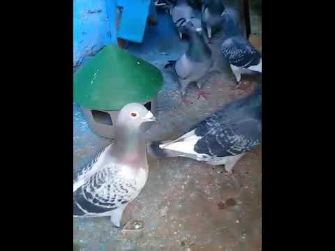 Hamam zajil - YouTube