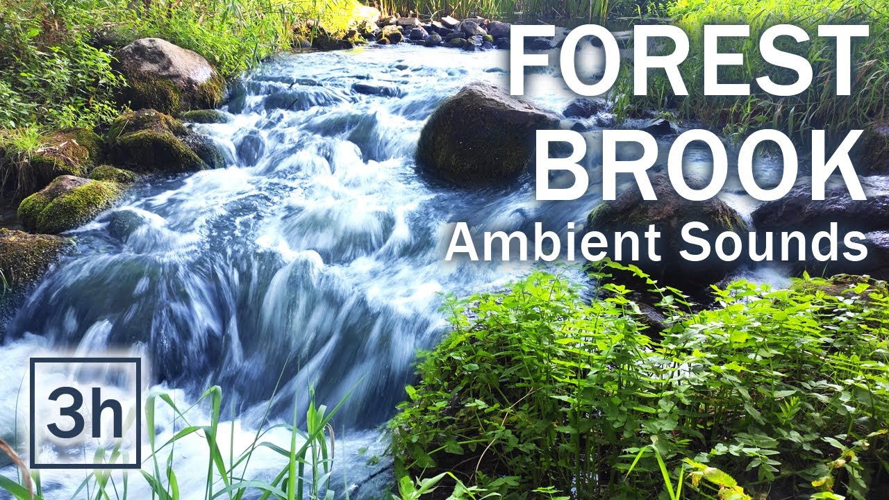 Forest Brook Asmr: Ambient Sounds In Nature To Clear Your Mind (3 Hours ...
