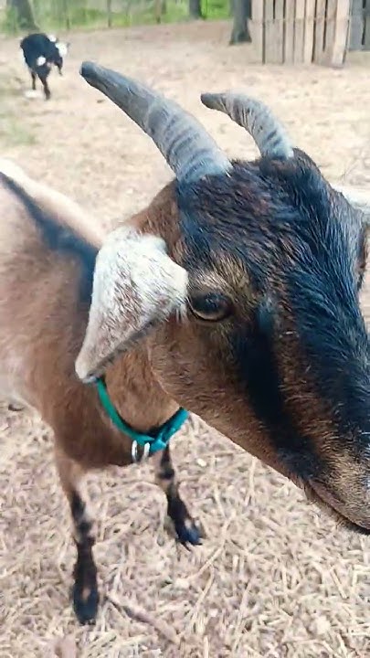 goat life - YouTube