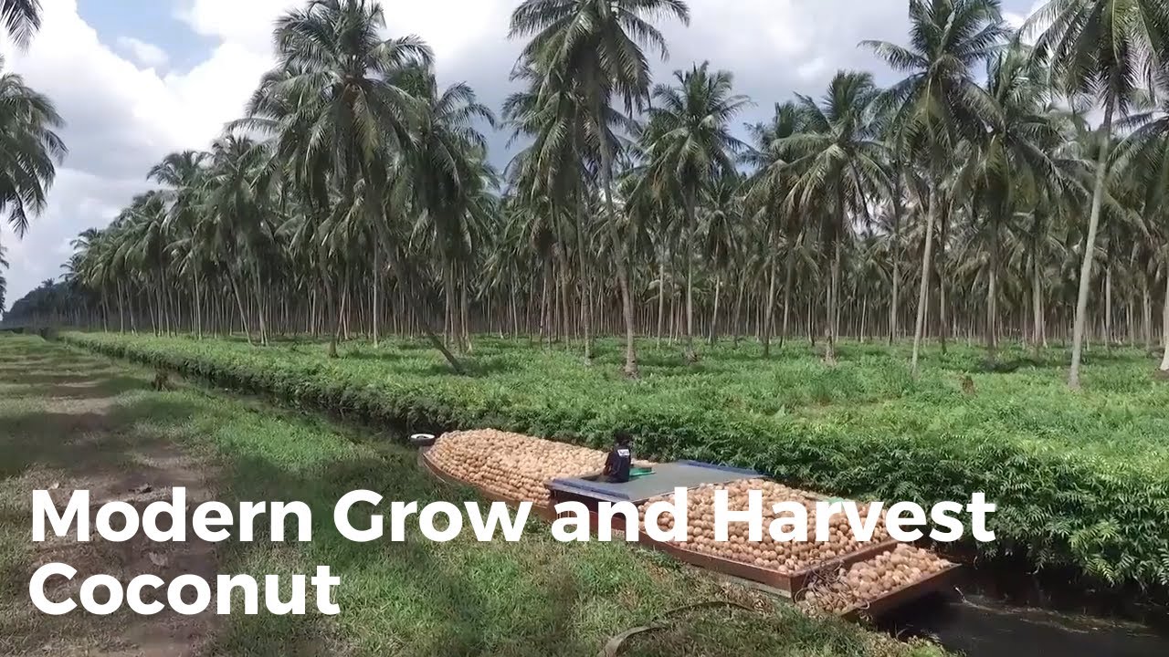 How to Grow and Harvest Coconut : Modern Coconut Technology in Thailand ...
