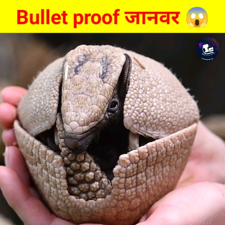 Bullet proof animal 😱| #shorts #animals - YouTube