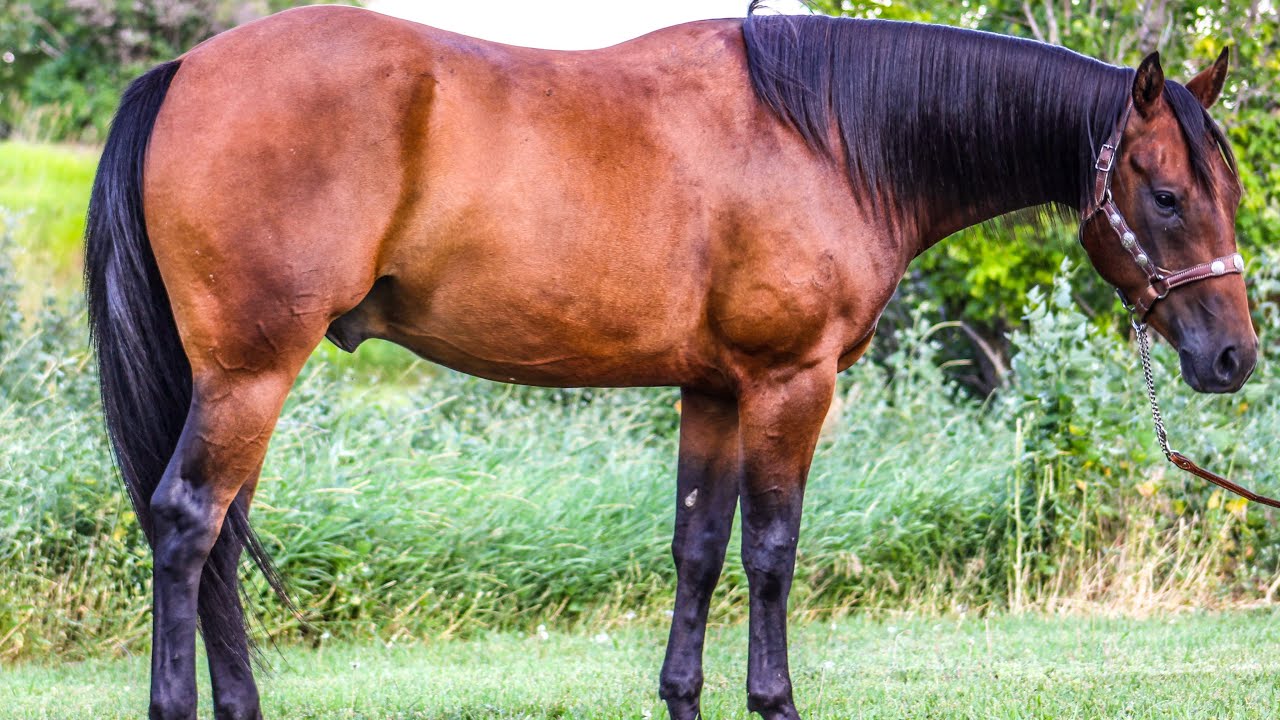 CS Little Hotrod, Norman- Pitchfork Horse Sale 2024 - YouTube