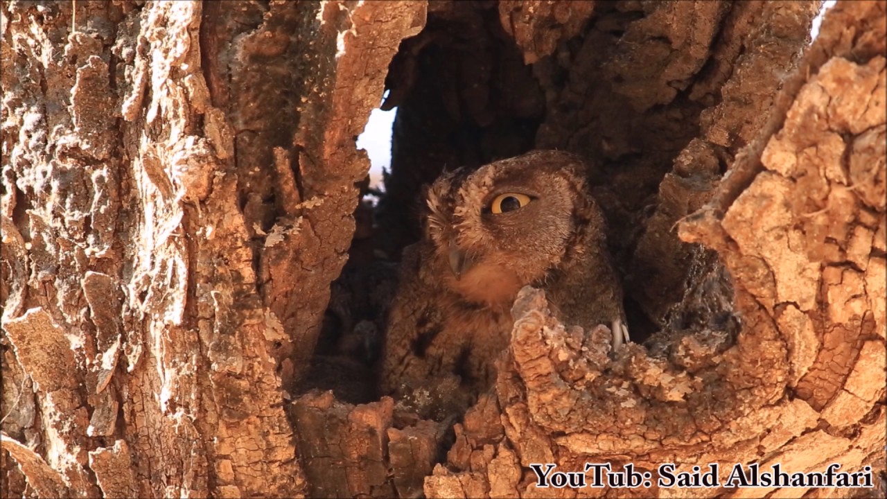 Arabian Scops Owl 3 بومة الاشجار العربي - YouTube