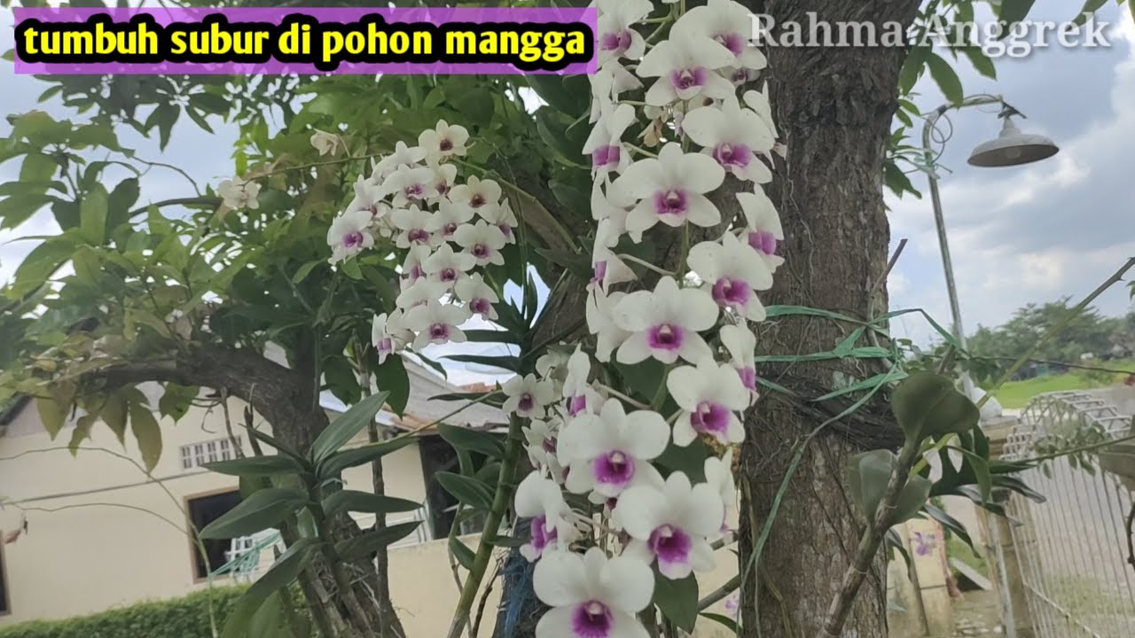 MENANAM ANGGREK DI POHON MANGGA, Anggrek Tumbuh Subur dan Berbunga # ...
