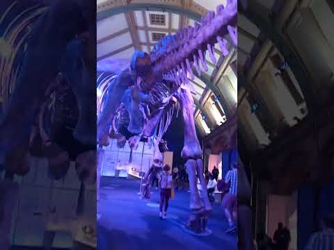 Patagotitan Mayorum - Let's explore this giant dinosaur