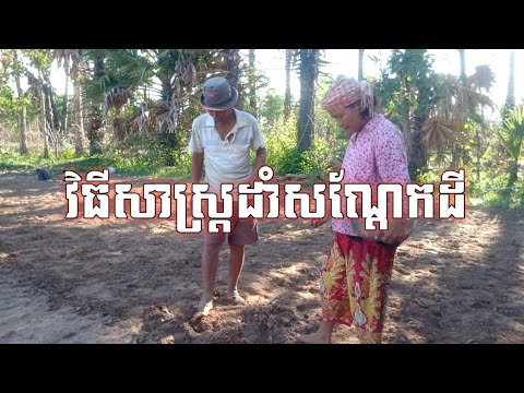 វិធីសាស្ត្រ ដាំសណ្ដែកដី vong rathana dara piseth kh - YouTube
