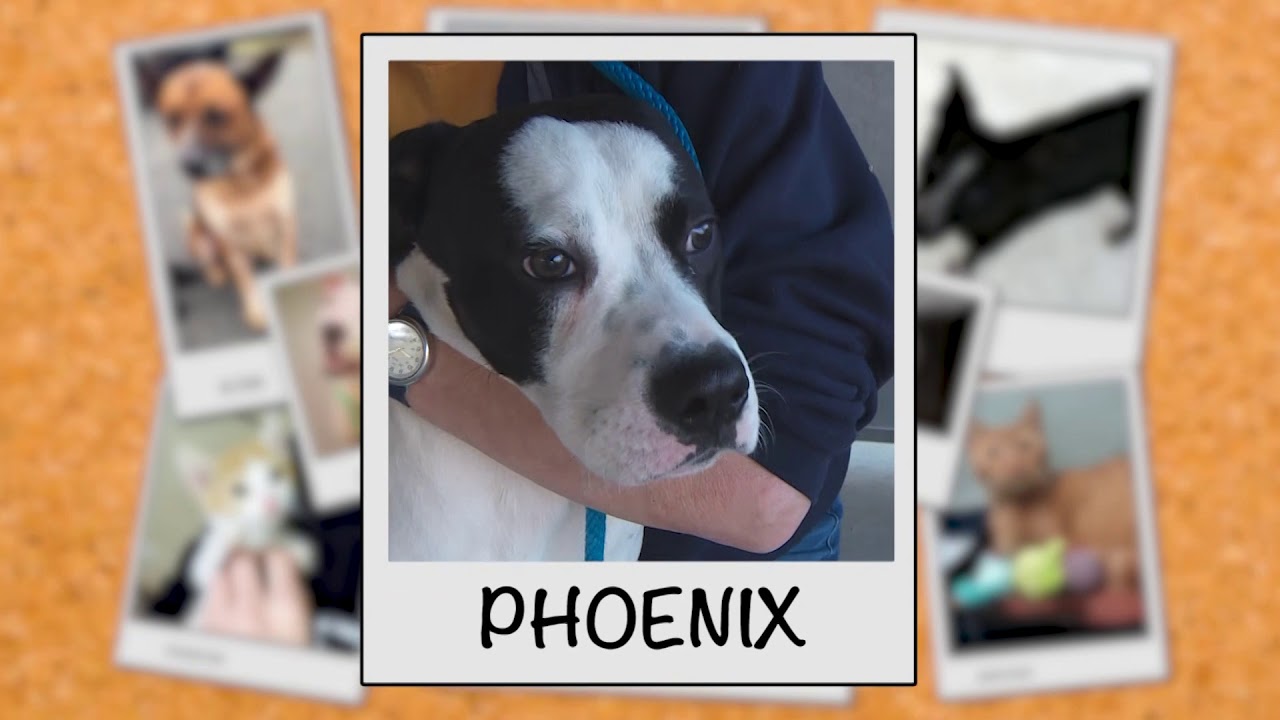 SPCA Pet of the Week 11-27-2017 - Phoenix - YouTube
