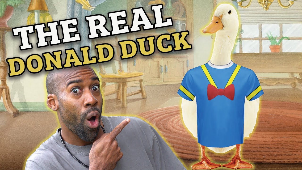 The REAL Donald Duck | Wildlife Expert Explains - YouTube