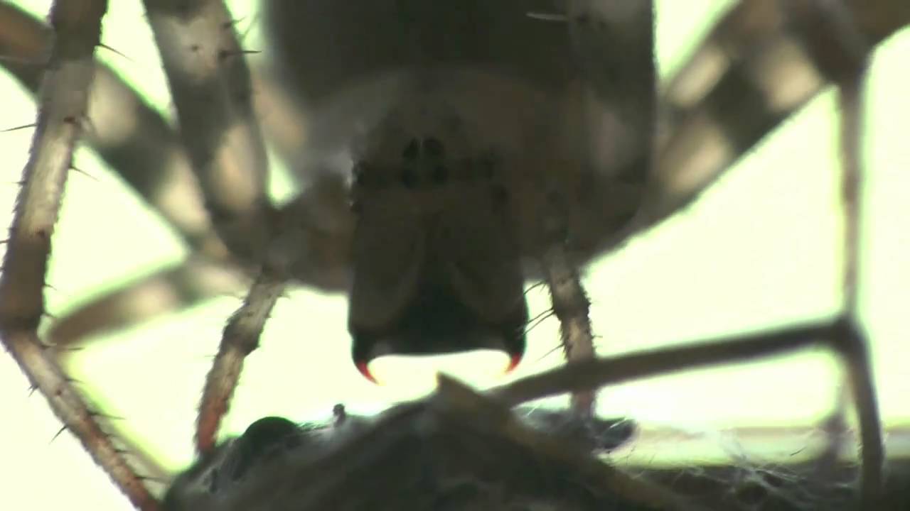 Close up of Spider Eating a Bug - YouTube