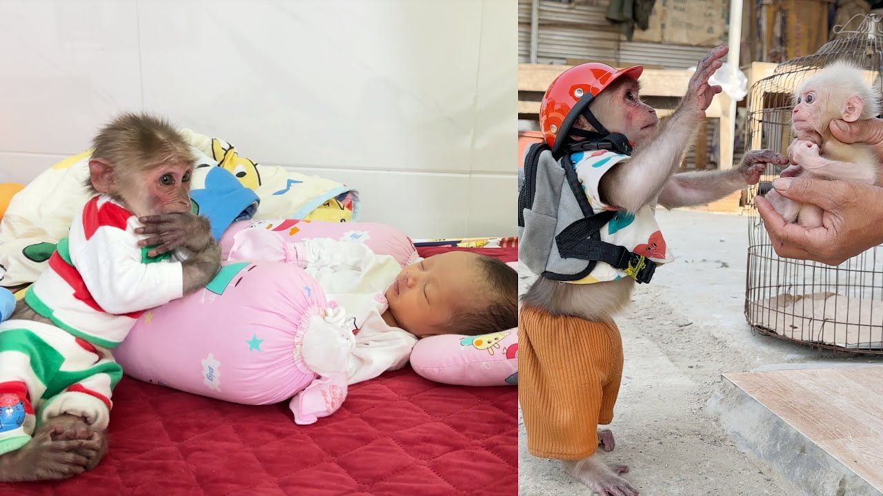 Video Summary Monkey SinSin has two more sisters in his life - YouTube