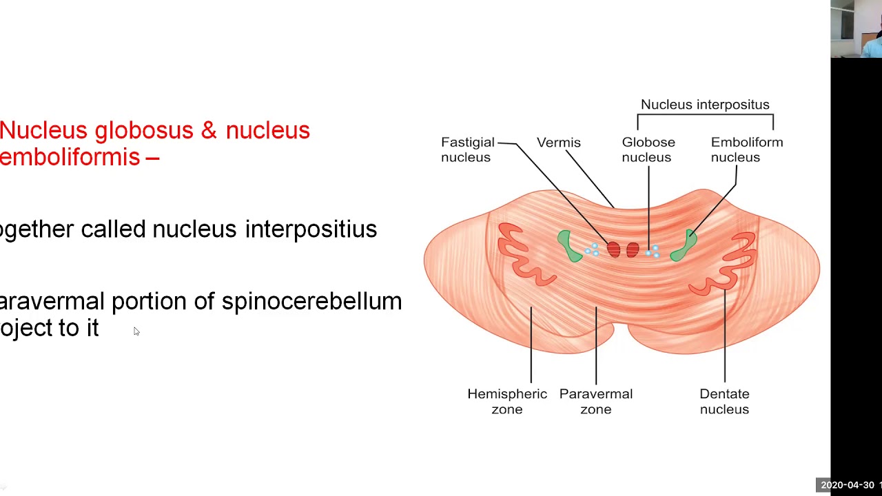 Interpositus Nucleus 5012