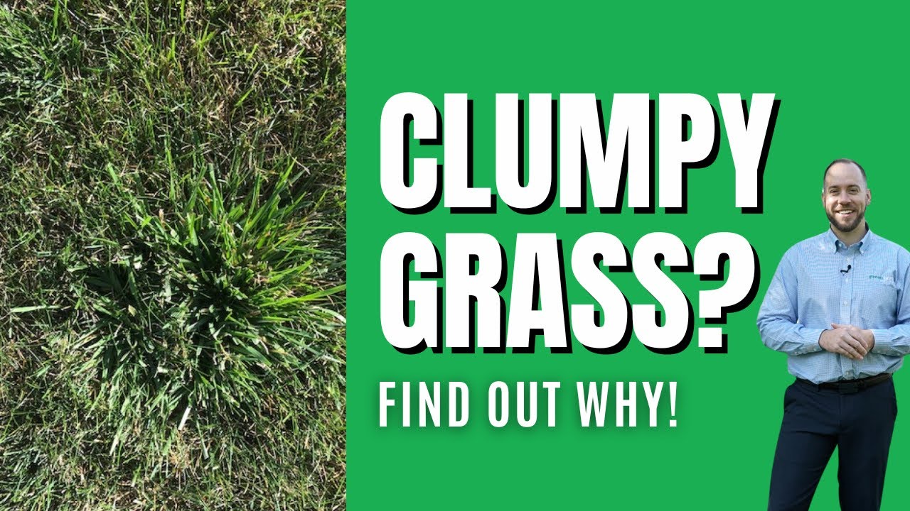 Why is my grass clumpy? - YouTube