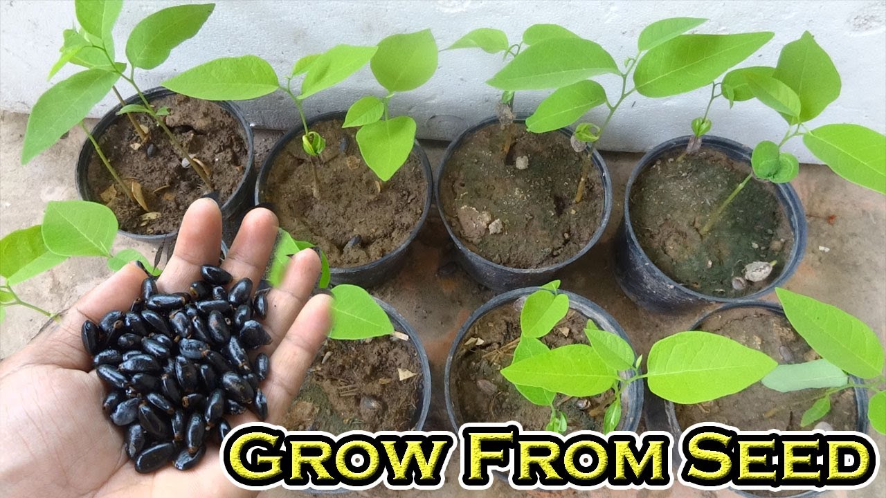 Harvest My Organic Custard apple and Regrow From Seeds - YouTube