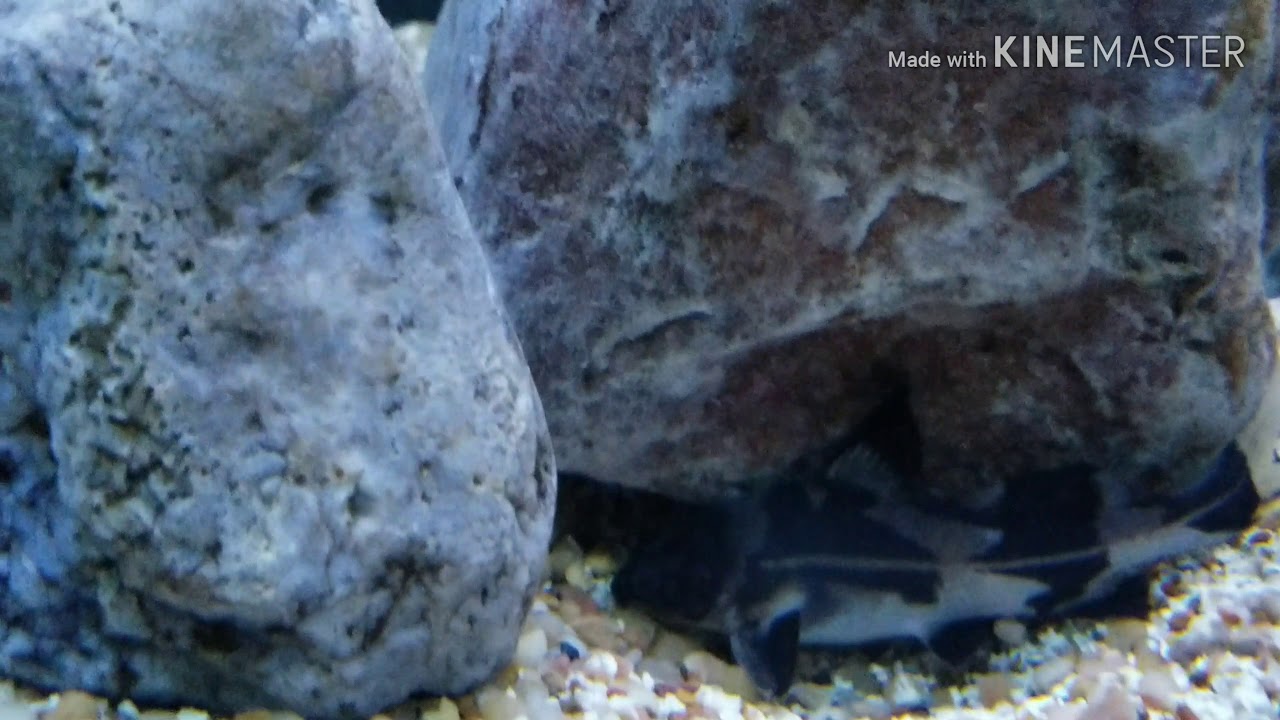 Bagroids melapterus....Harlequin Lancer Cat - YouTube