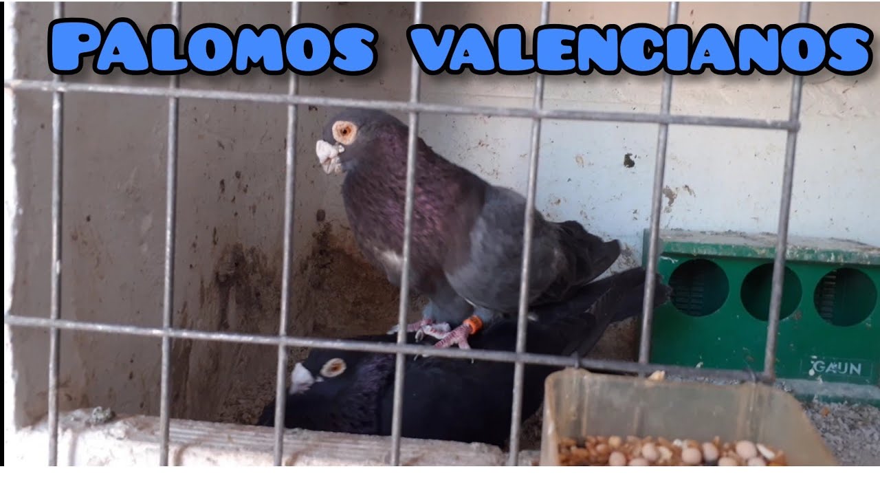 Palomos Valencianos Antiguos. Palomar De Sergio Garcia.(2019) - YouTube
