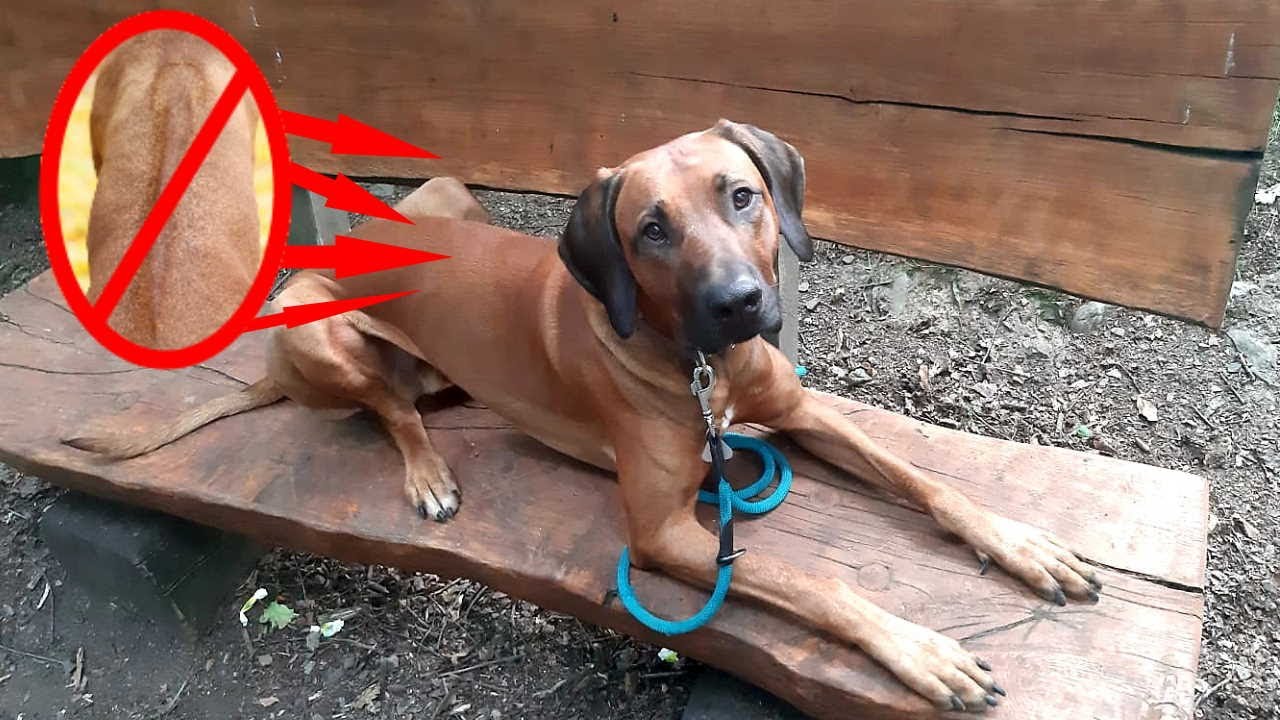Rhodesian Ridgeback ohne Ridge? Woher kommt der Ridge beim Ridgeback ...