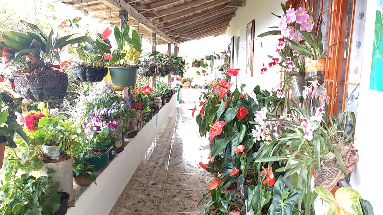Tour por el jardín de mi vecina Nohelia│Candy Bu - YouTube