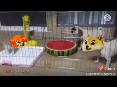 insultando a comicom Ryu