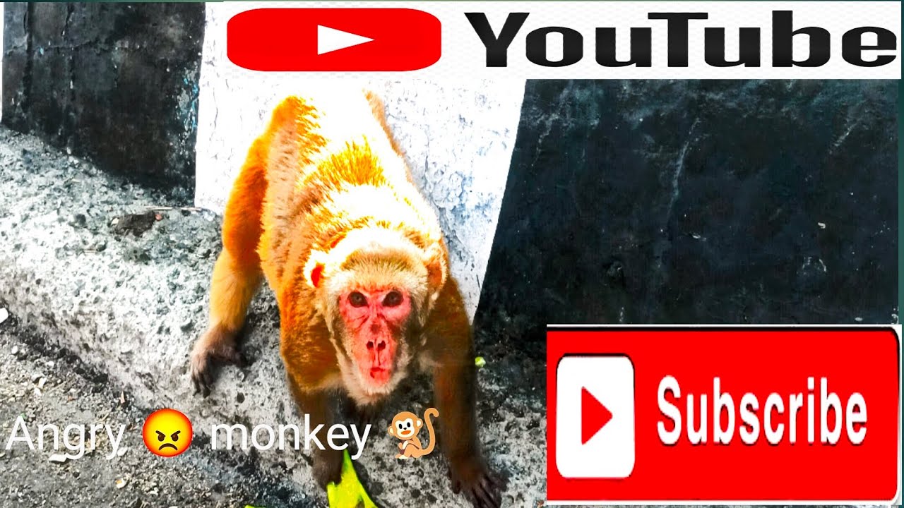 Angry 😡 monkey 🐒 is attacked #video - YouTube