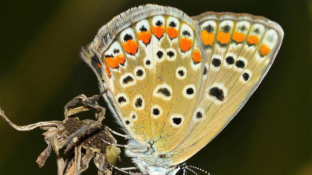 Genetically Engineered Moths Released for First Time - YouTube