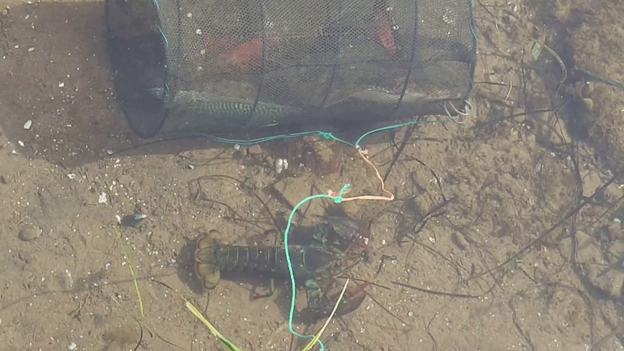 Amazing fish trap in sea # Lobster fish trap - YouTube