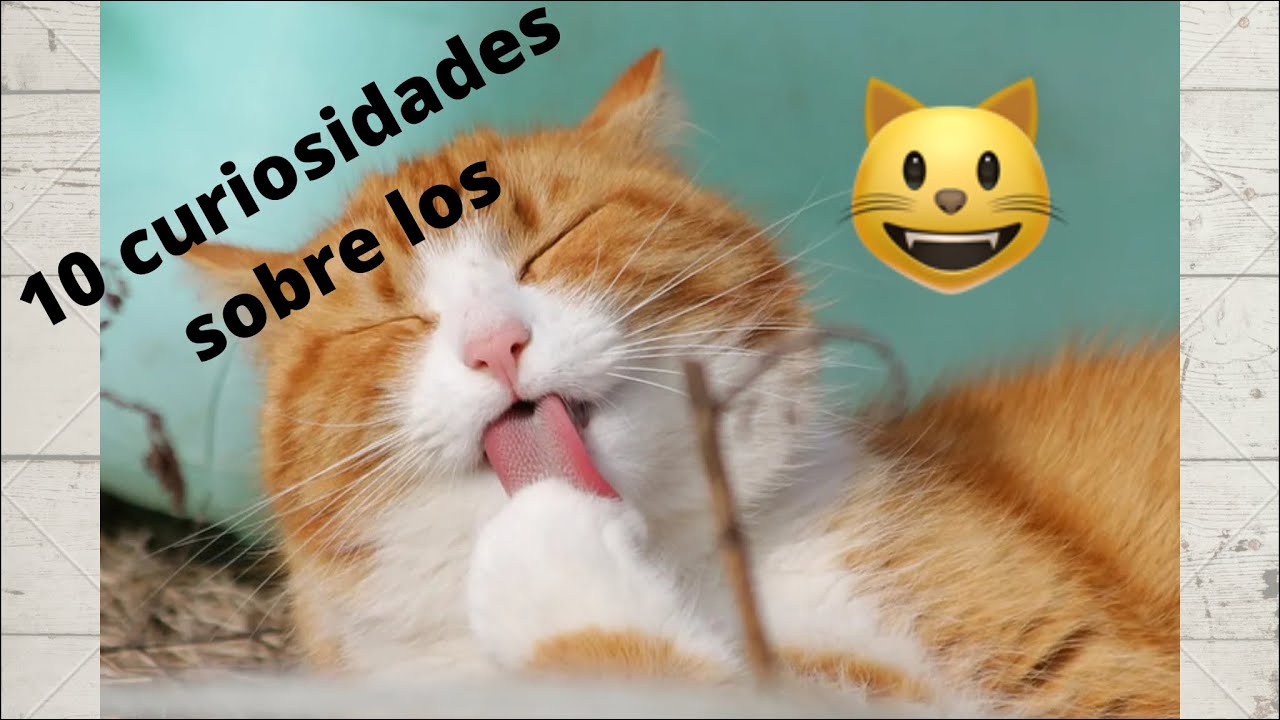 10 curiosidades sobre Los Gatos 🐈 - YouTube
