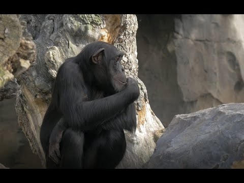 Monkey Sounds-Maymun Sesi