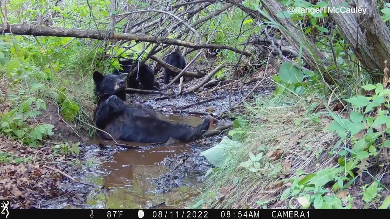 Park ranger shares video of bear family kicking back - YouTube