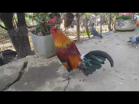 Saib qaib dib 2023 - YouTube