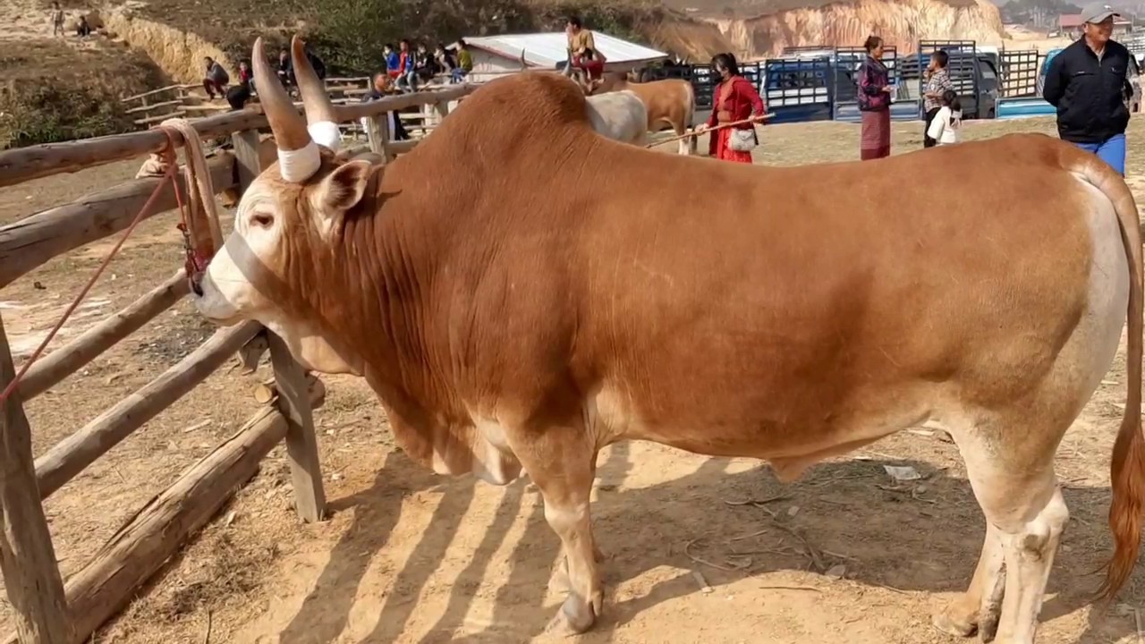 coj sawv daw mus saib choj yaj tus nyuj txawj loj thiab zoo nraug heev ...