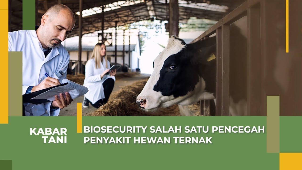 Pentingnya Penerapan Biosecurity dalam Pencegahan Penyakit Hewan Ternak ...
