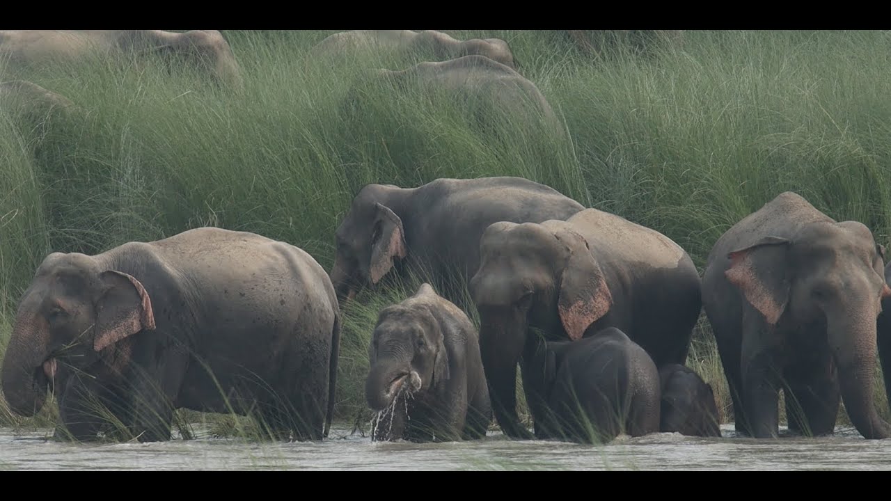 WOW/Wild Elephant/Group//Bardiya National Park/Corridor Forest ...