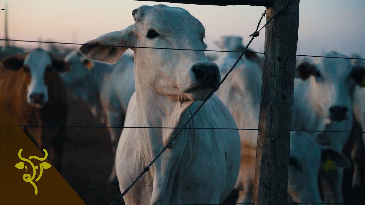 Recría intensiva: alta carga animal en reducida superficie de pasto ...