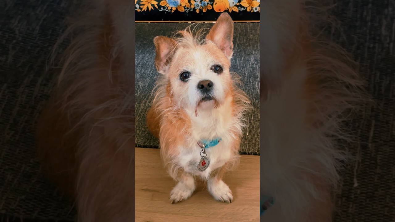 #Greñudo #Perrito #Alphyno - YouTube