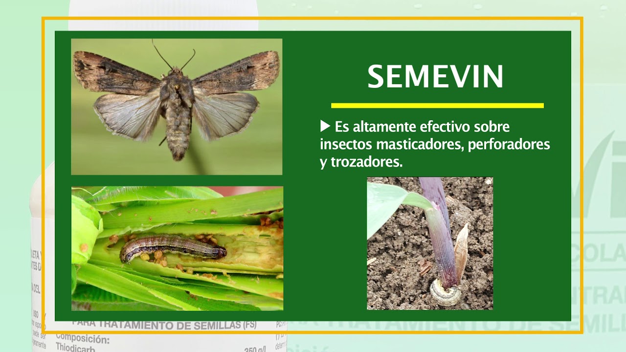 Semevin Insecticida Agrícola - YouTube