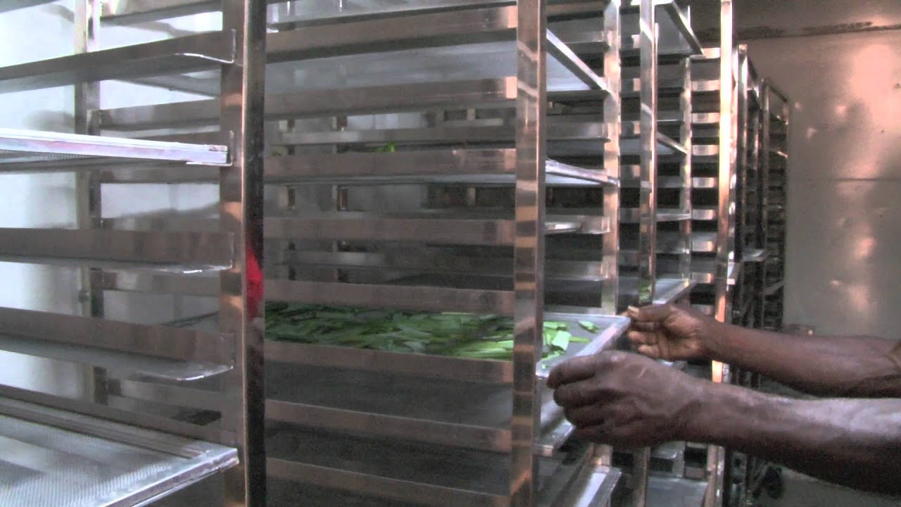 High-tech herbal teas with a Caribbean flavour - YouTube