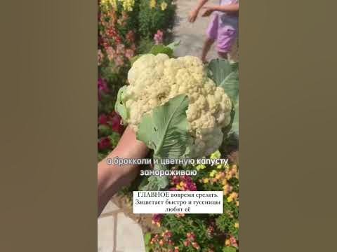 Лучшие Сорта Брокколи, пекинской и цветной капусты. - YouTube