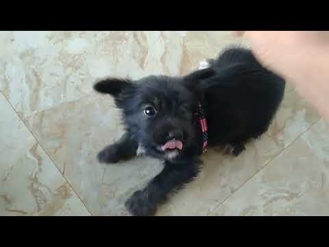 chó poodle lai chó cỏ - YouTube