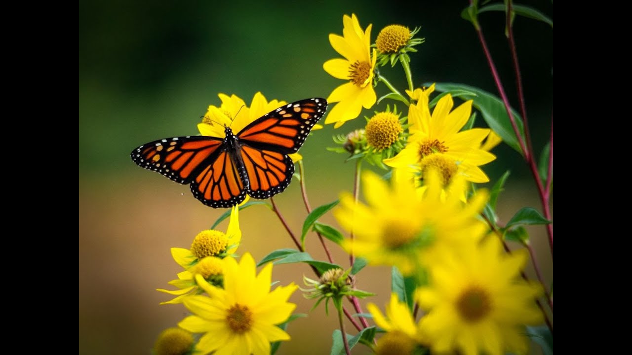 Tres Mariposas en Vuelo - Hermanas Mirabal - YouTube