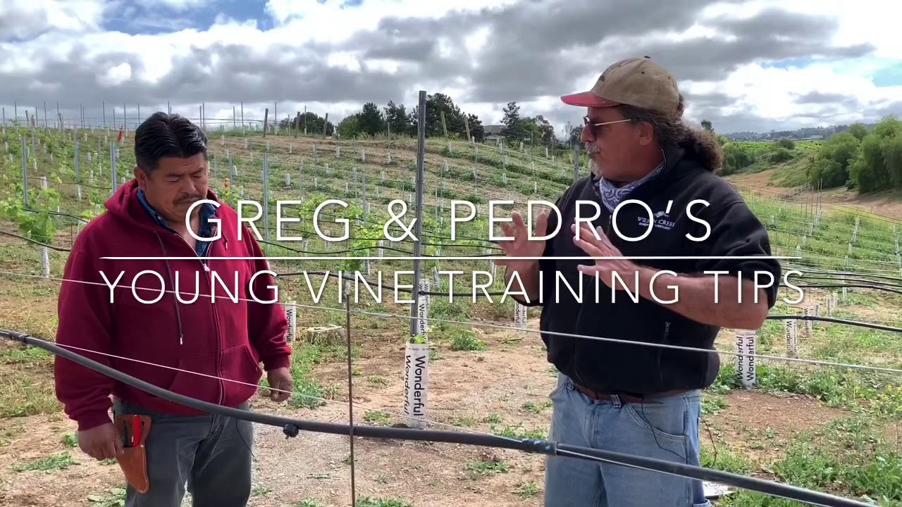 Young Grapevine Training for apical and lateral growth - YouTube