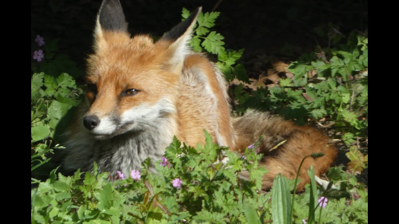 Foxes in the garden - YouTube